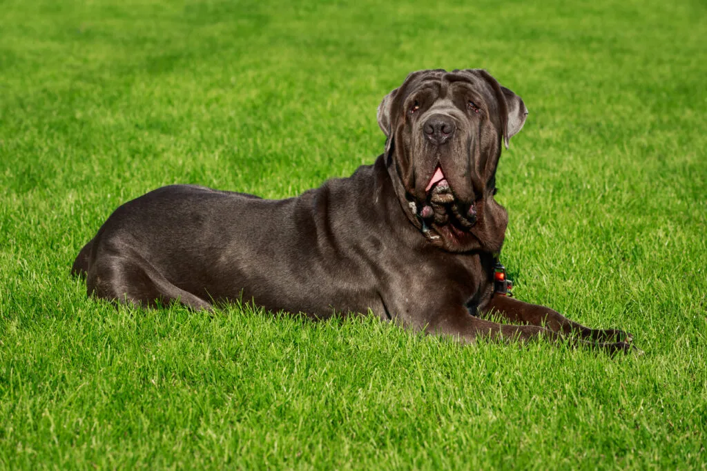 Neapolitan Mastiff: Character & Care | zooplus Magazine