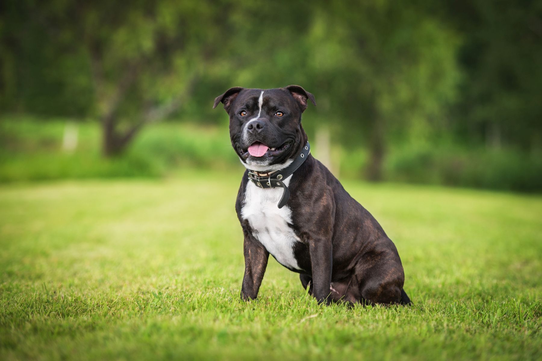 Staffordshire Bull Terrier | zooplus Magazine