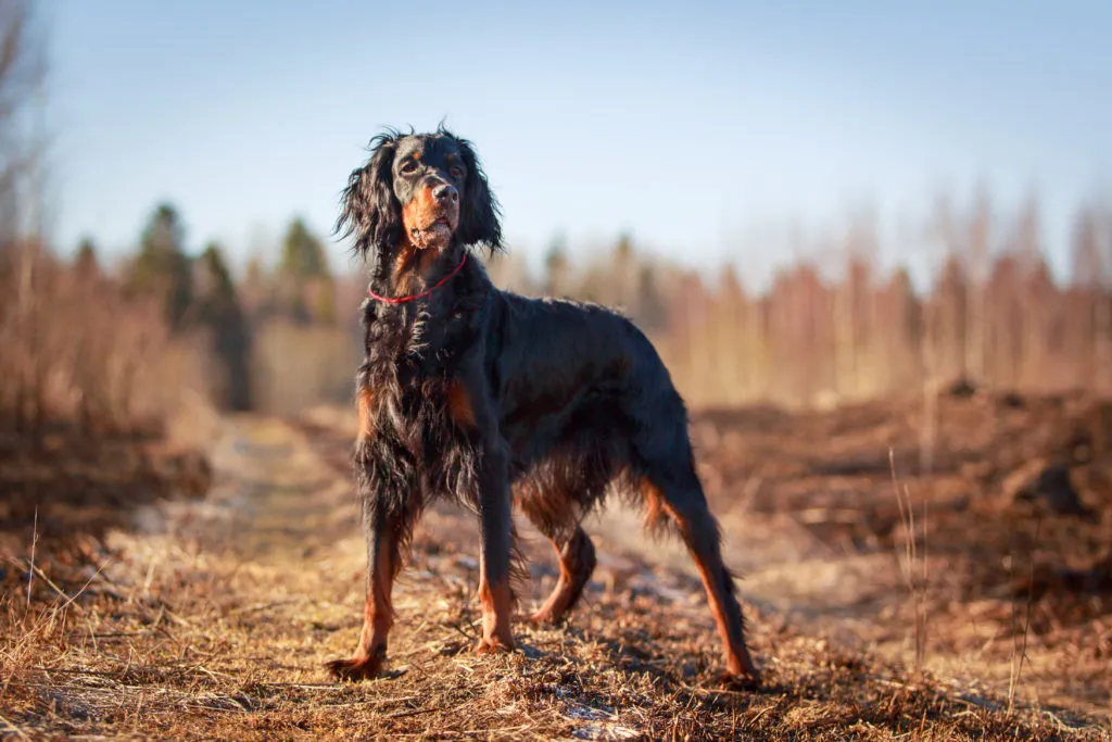 Mix Setter Gordon Retriever Gordon Setter Poodle Mix Setter Mix Gordon