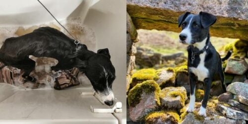 Rescue dog from abroad | Advice and Info | zooplus Magazine