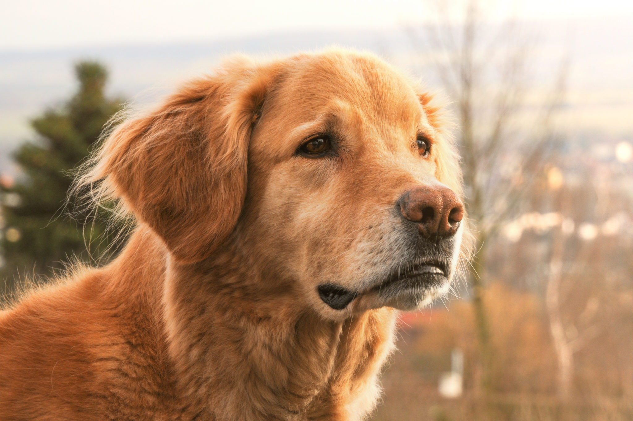 Hovawart Dog Breed - zooplus Magazine