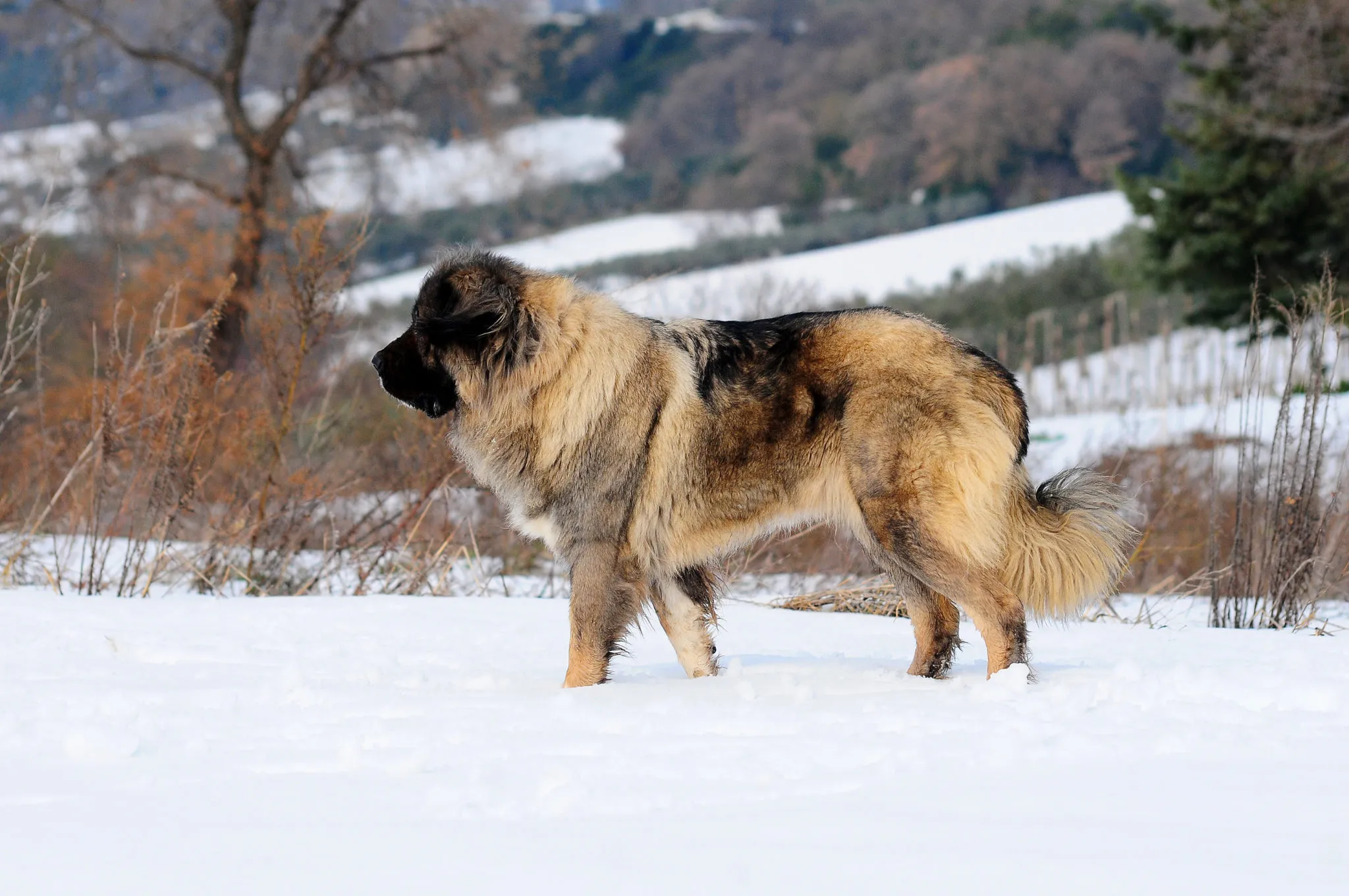 Caucasian Shepherd Dog: Breed Information | zooplus Magazine