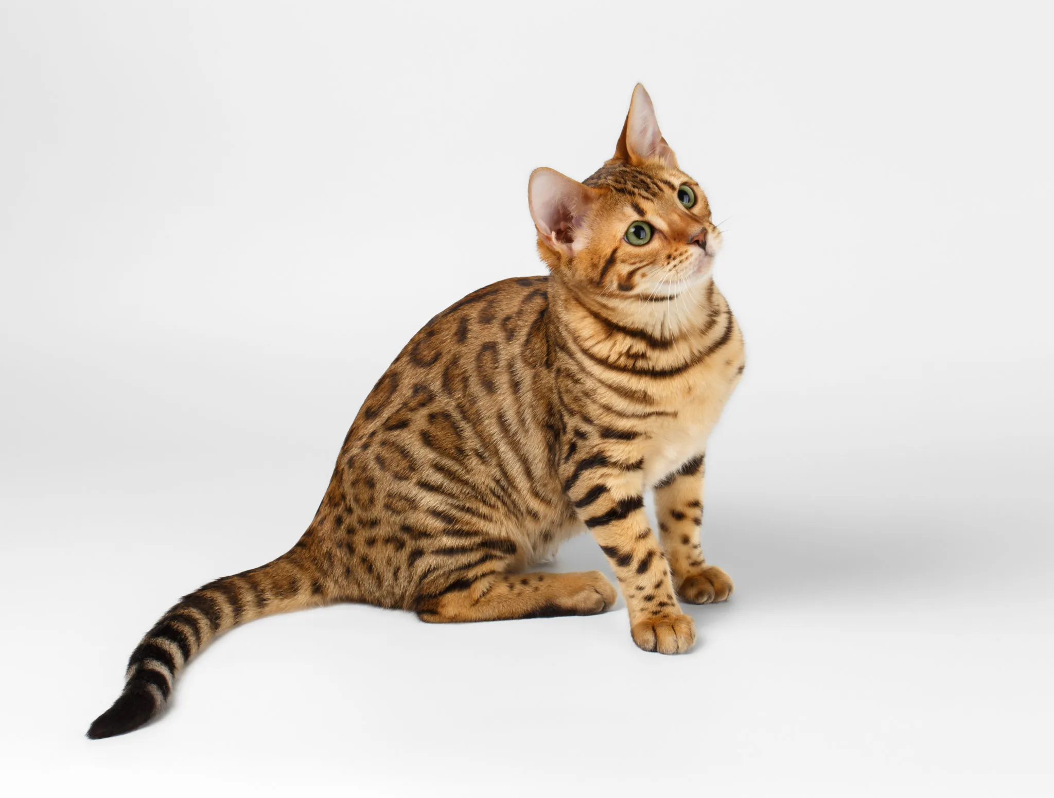 Bengal Cat: character, appearance, price - zooplus Magazine