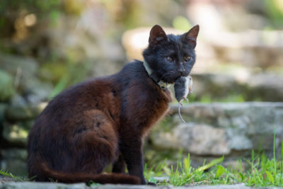 Cat Hunting Behaviour - zooplus Magazine
