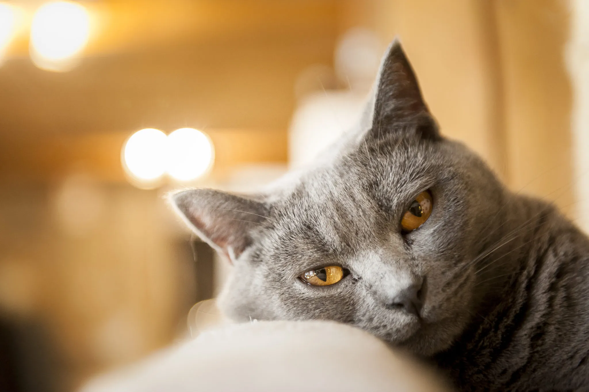 Chartreux: character, appearance, price - zooplus Magazine