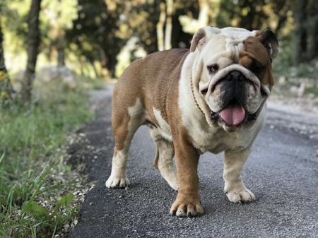 English Bulldog - zooplus Magazine