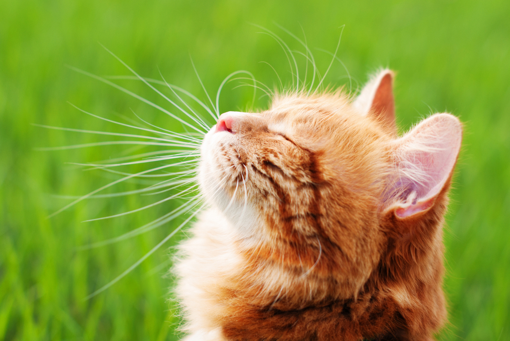 Top 10 Cat Accessories For Summer Zooplus Magazin Top 10 Cat Accessories For Summer Zooplus Magazin