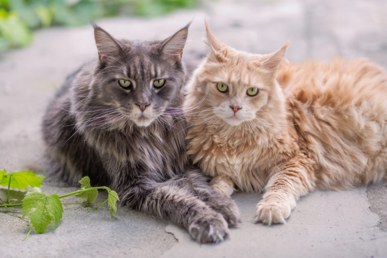 Maine Coon: character, size, price, food | zooplus Magazine