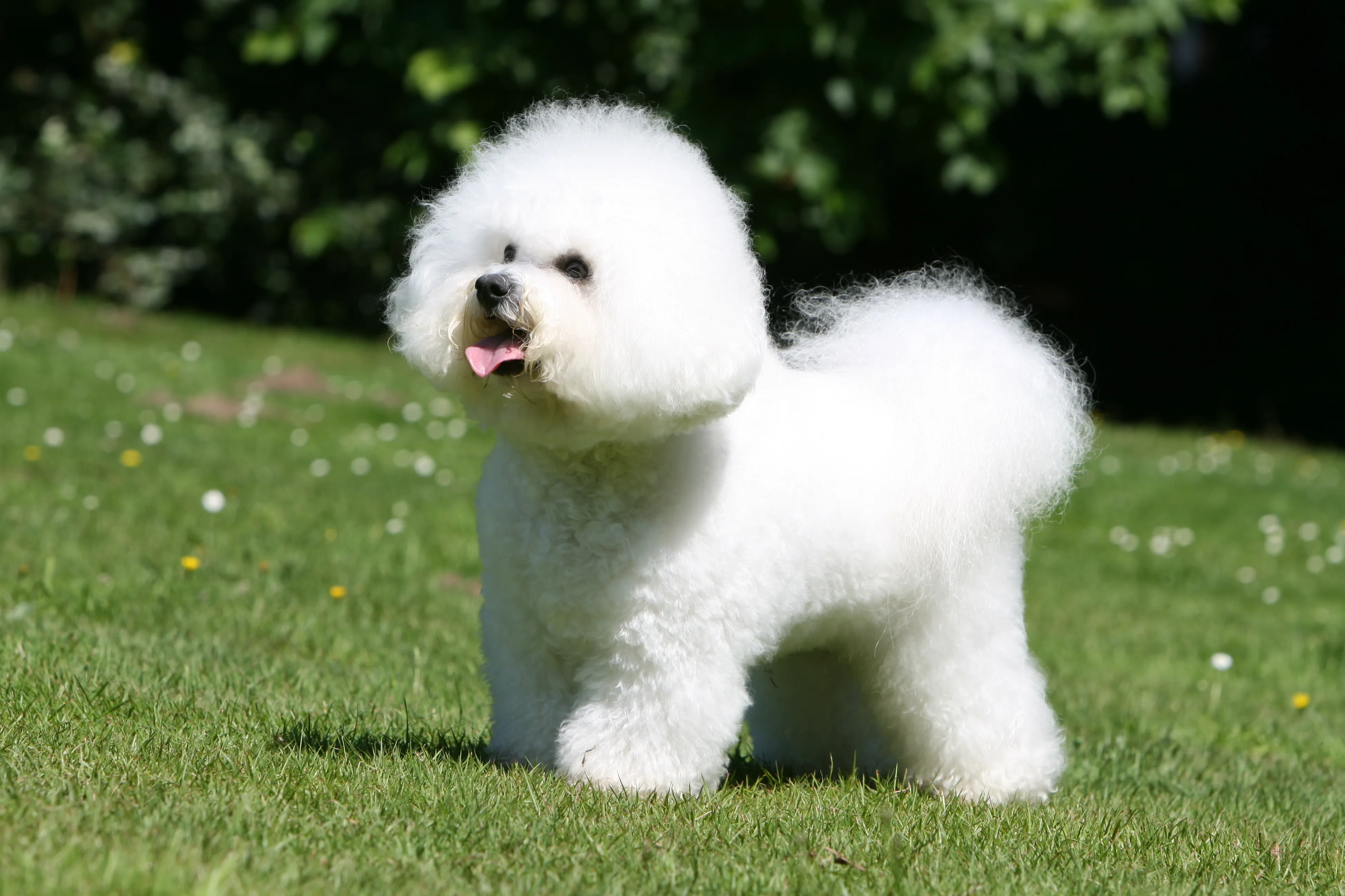 What Is The Age Span Of A Bichon Frise All About Bichon