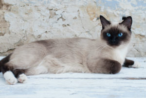 Siamese: character, colours, appearance, price | zooplus Magazine