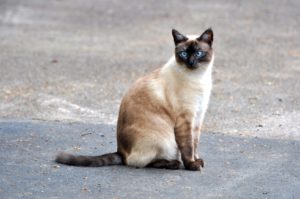 Siamese: character, colours, appearance, price | zooplus Magazine