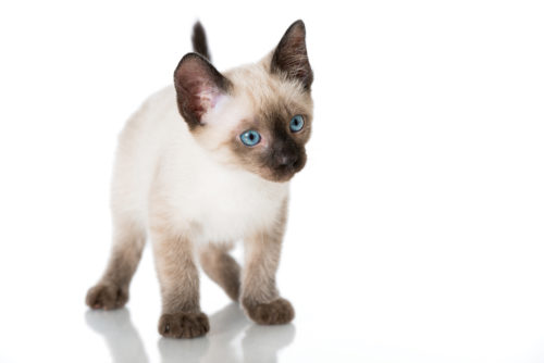 Siamese: character, colours, appearance, price | zooplus Magazine