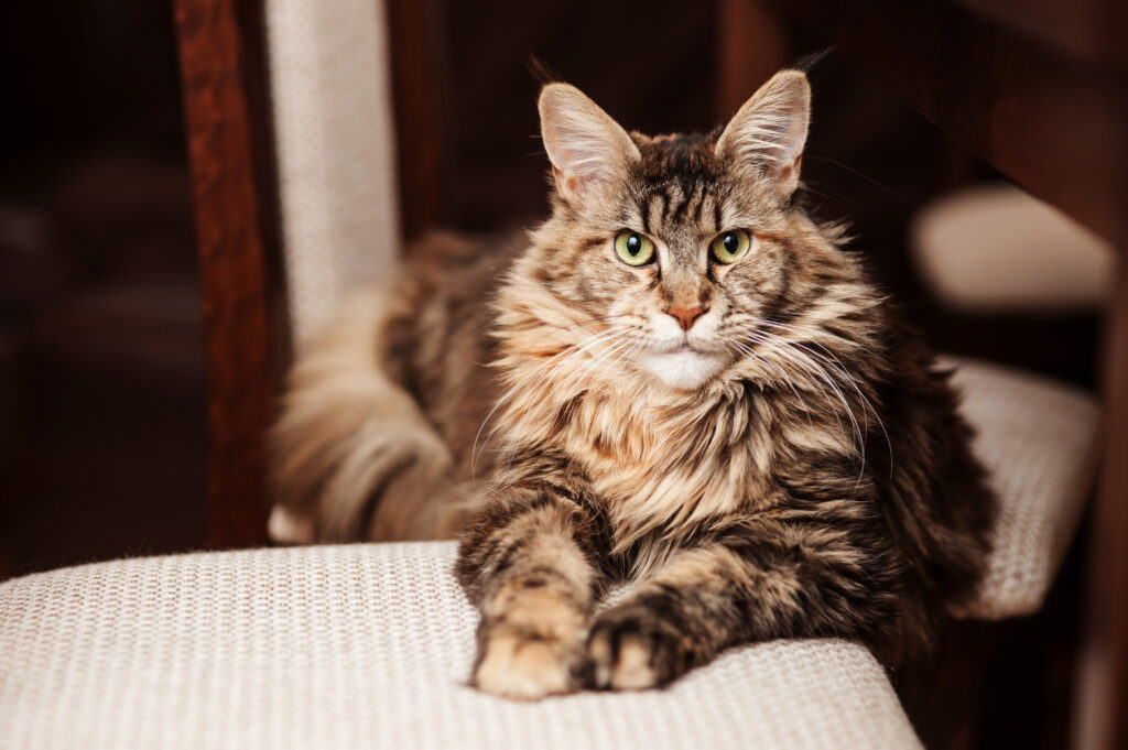 5 Good Reasons To Adopt An Older Cat | zooplus Magazine