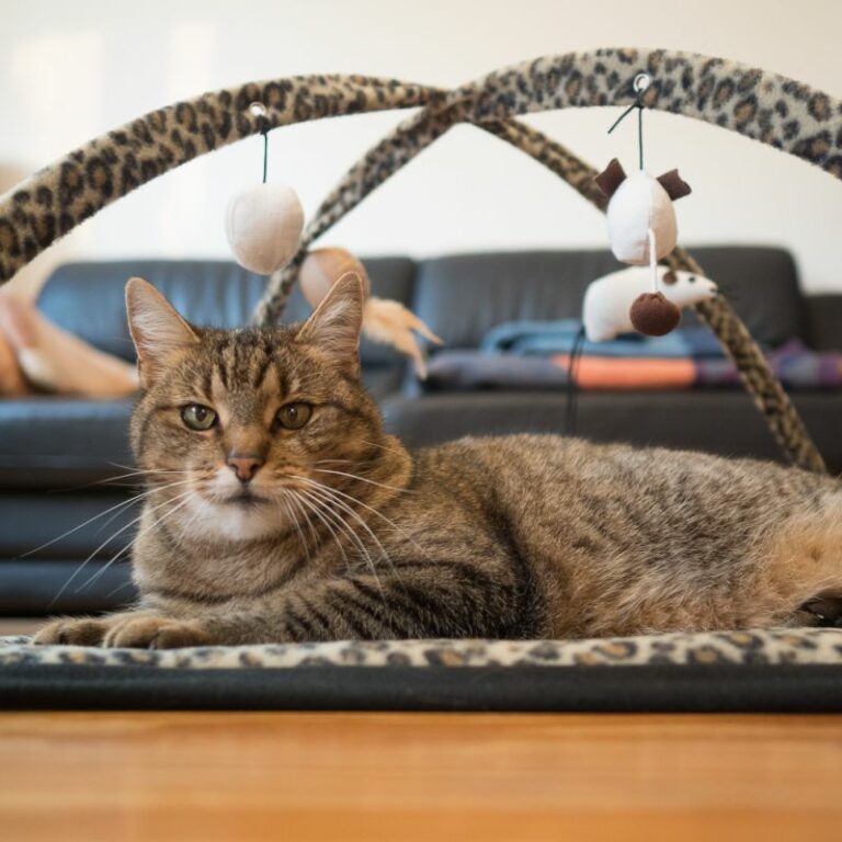 Christmas Presents for Cats | zooplus Magazine