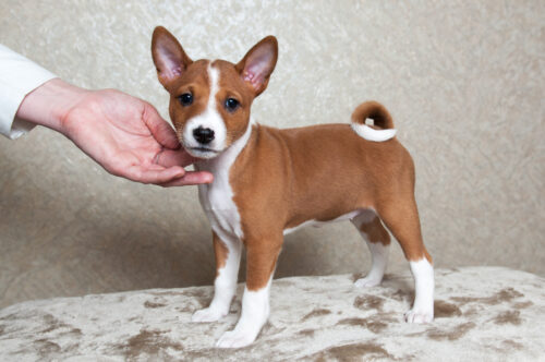 Basenji - zooplus Magazine UK