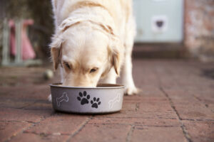 Cold-pressed dog food: pros and cons | zooplus Magazine