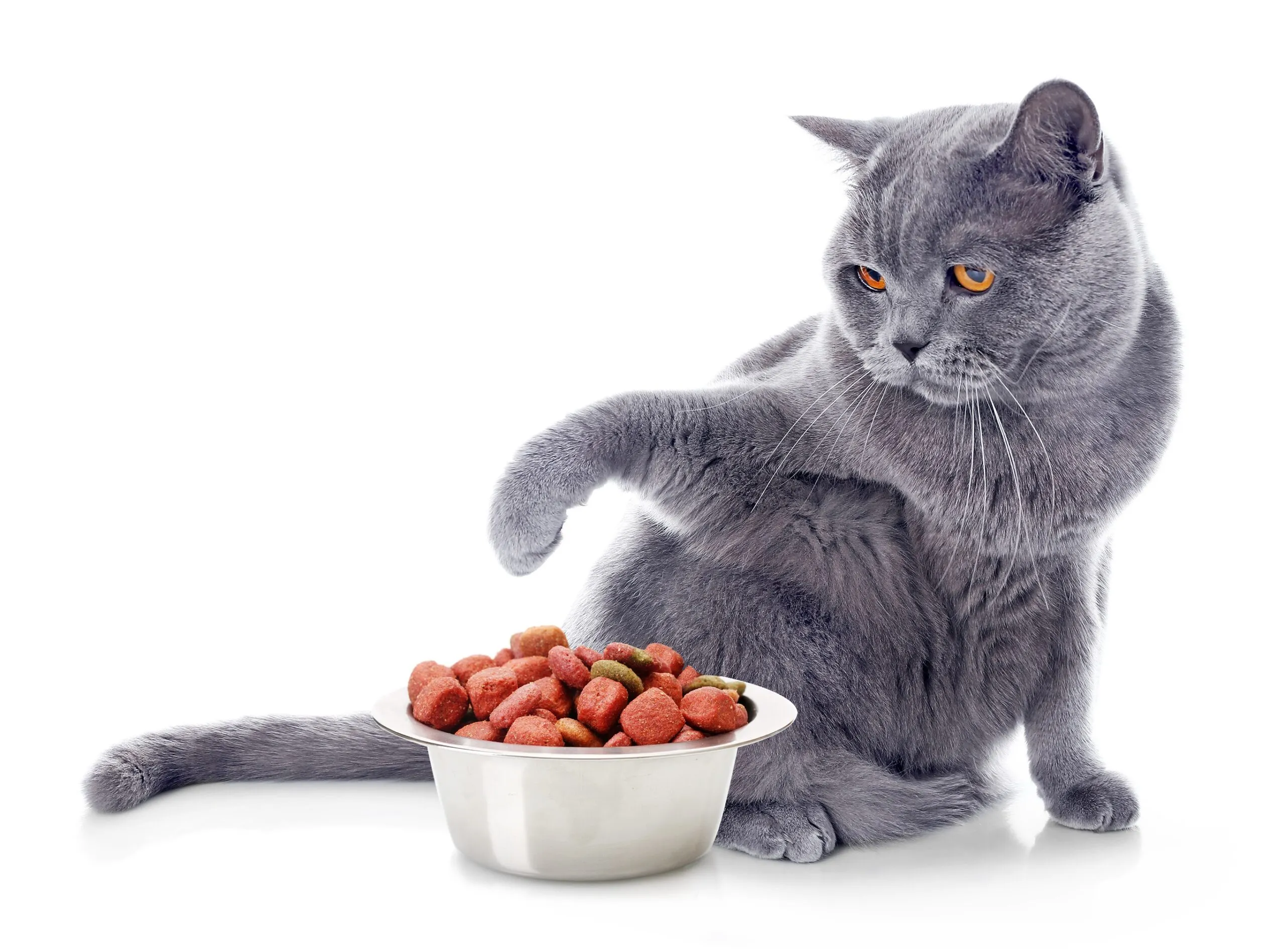 Change of diet for cats | zooplus Magazine