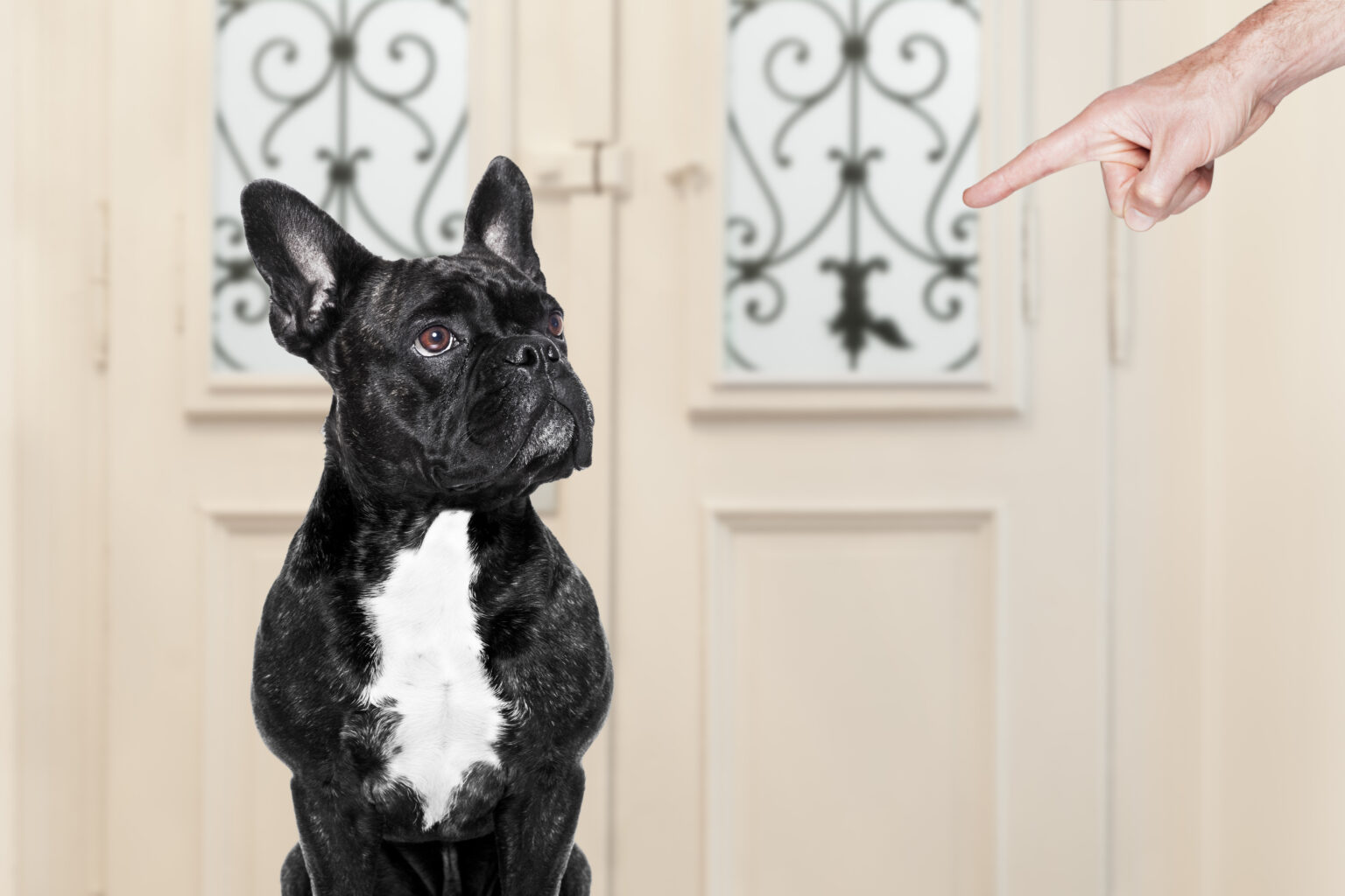 Disobedience in dogs | zooplus Magazine