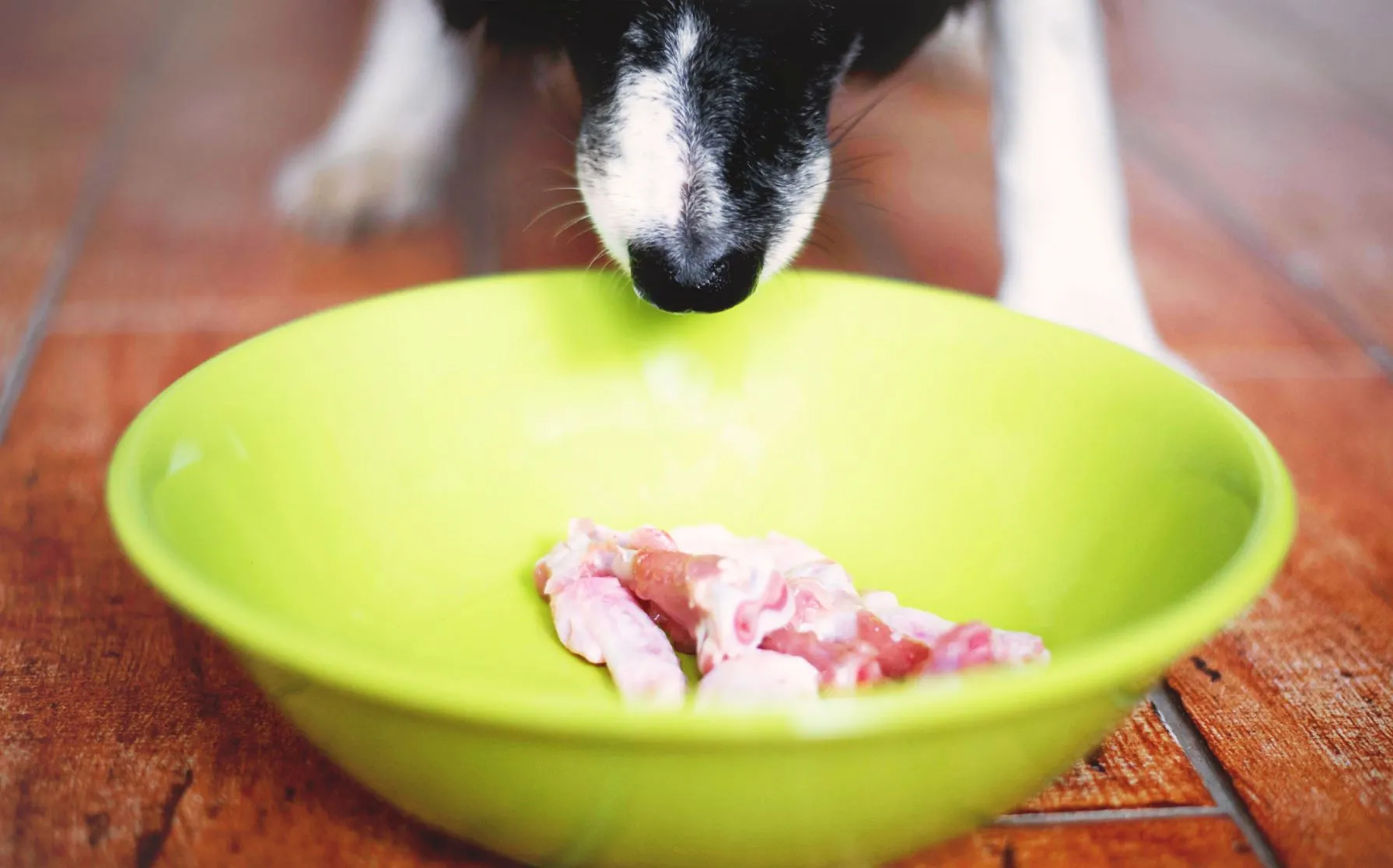 Whole Prey Diet for Dogs | zooplus Magazine