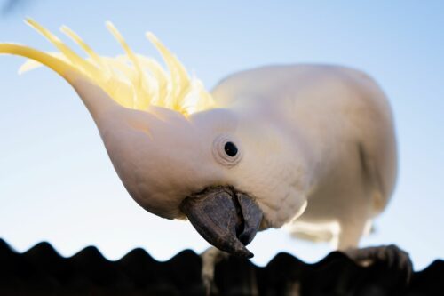 Cockatoo | Breed info | Care | Nutrition | zooplus Magazine