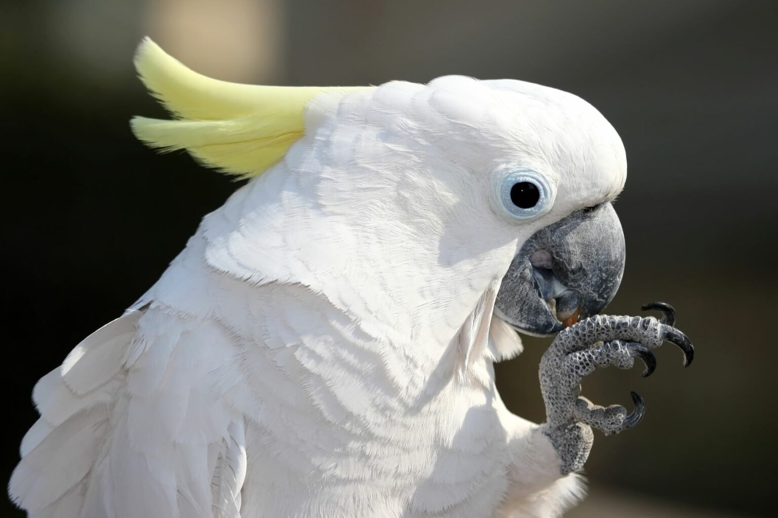 Cockatoo | Breed info | Care | Nutrition | zooplus Magazine
