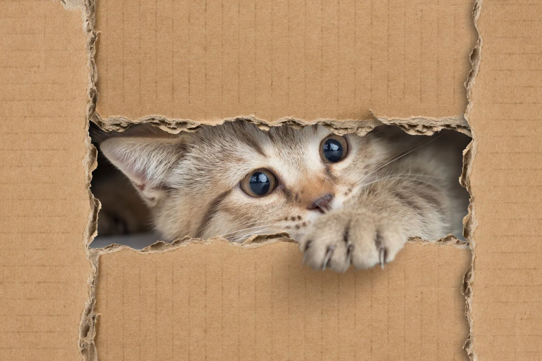 Making your own cat toys: 5 easy and cheap ideas | zooplus Magazine