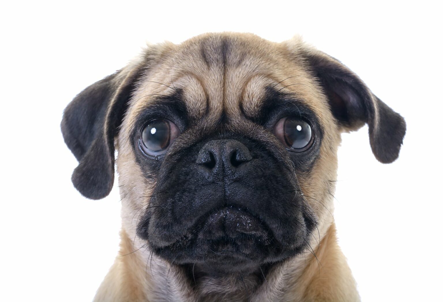 Retro Pug | Temperament, Diet, Health and Training | zooplus Magazine