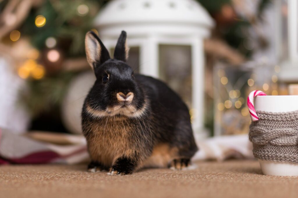 How to celebrate a stress-free Christmas with rabbits | Tips | zooplus