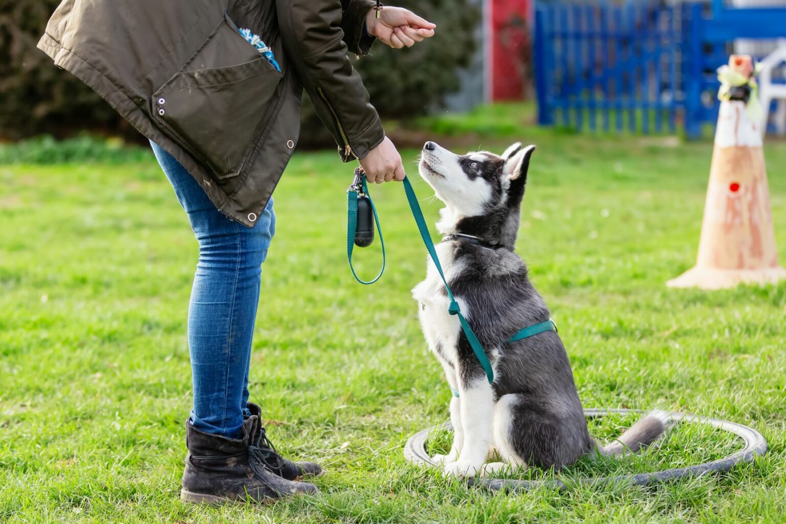 Puberty in dogs: What you should focus on | zooplus Magazine