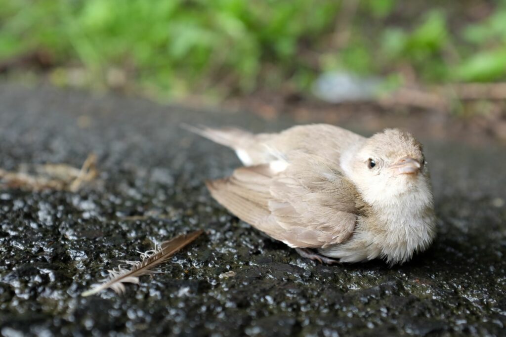 You've found an injured bird. What to do? | Advice | zooplus Magazine