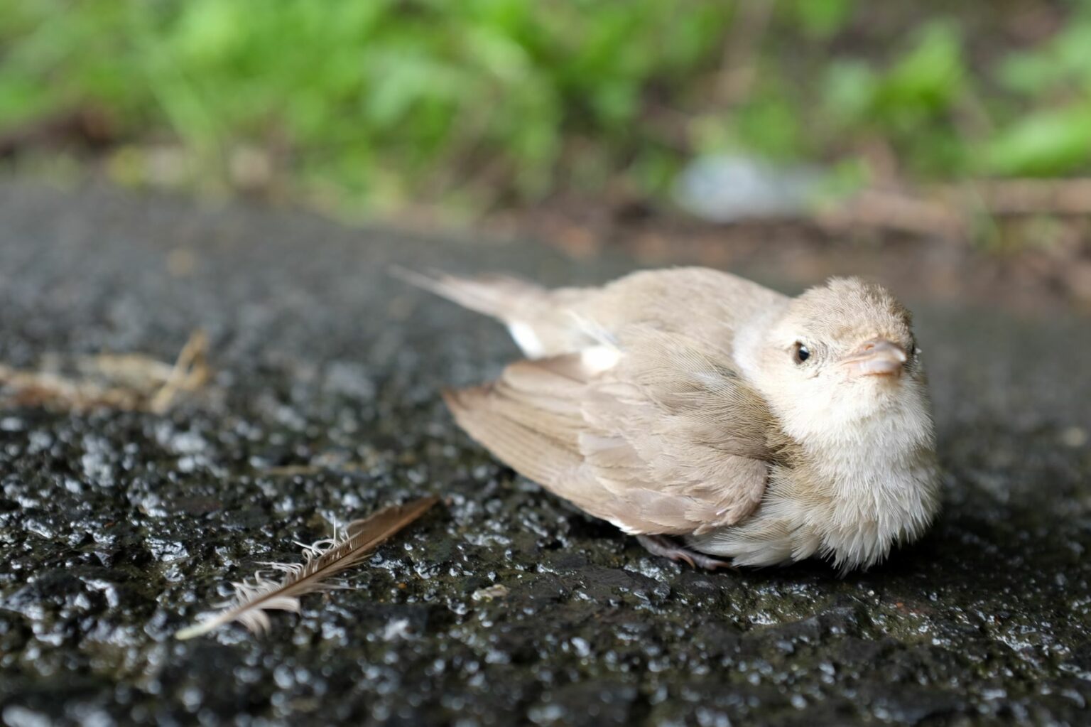 You've found an injured bird. What to do? | Advice | zooplus Magazine
