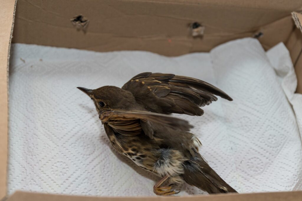 You've found an injured bird. What to do? | Advice | zooplus Magazine