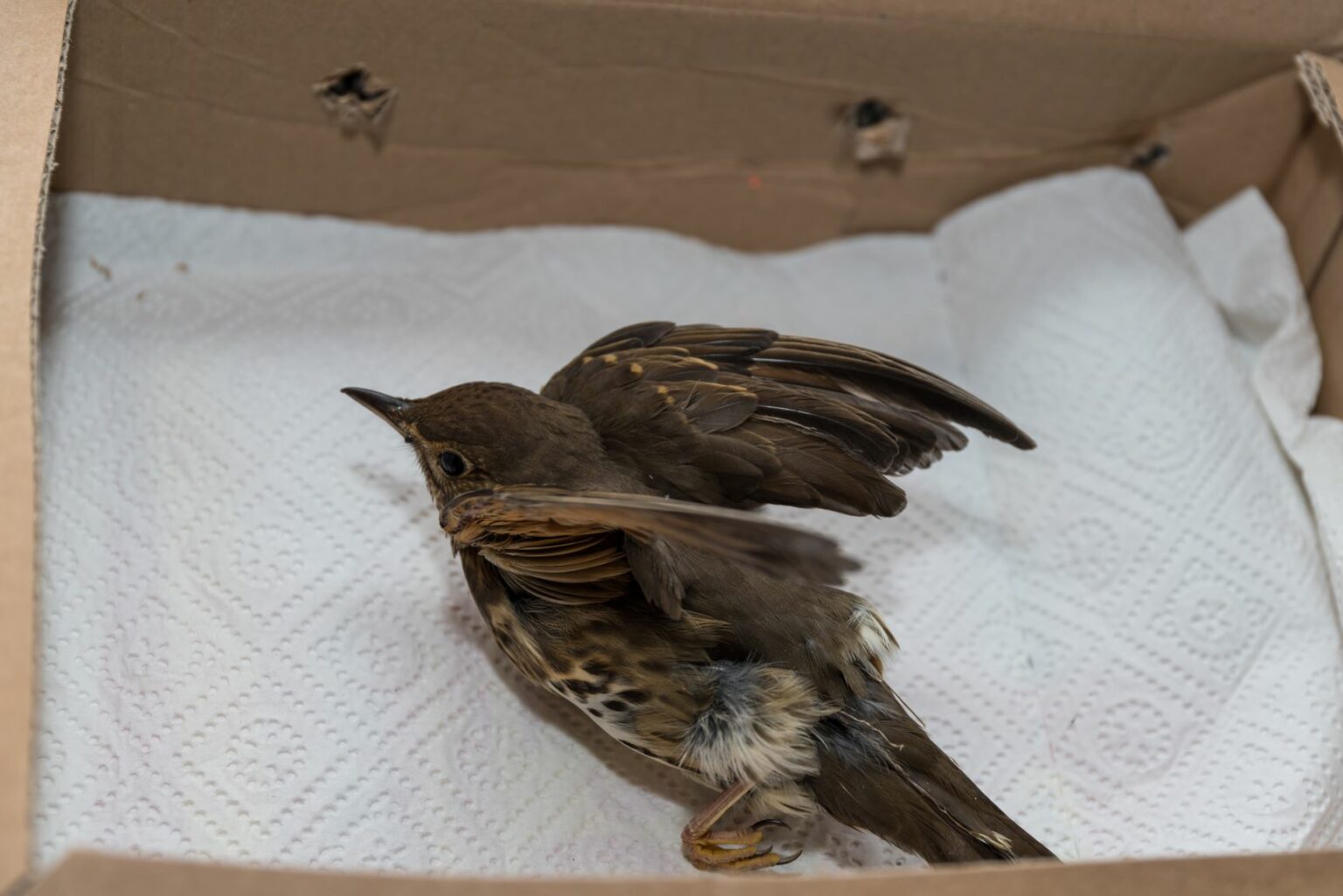 You've found an injured bird. What to do? | Advice | zooplus Magazine