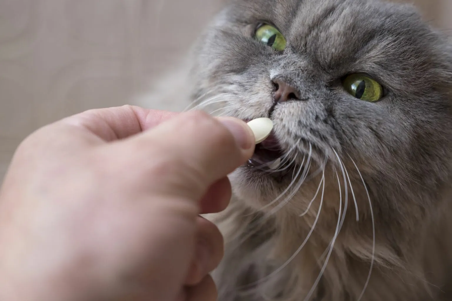 Giving Cats Tablets: Tricks to Make it Work | zooplus Magazine