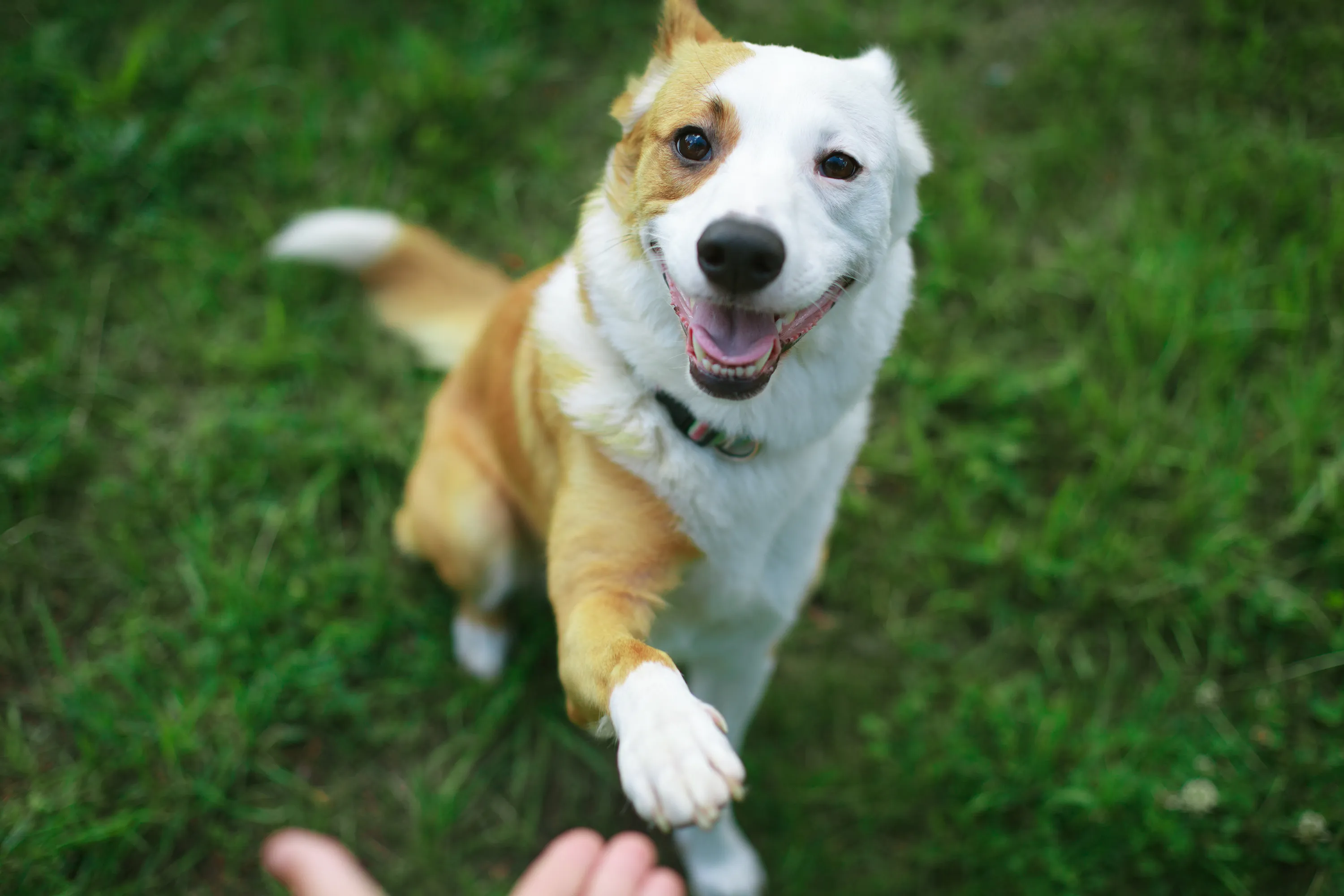 Training adult dogs | Tips and Tricks | zooplus Magazine