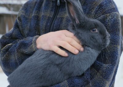 Vienna Blue | Small Pet Breeds | zooplus Magazine