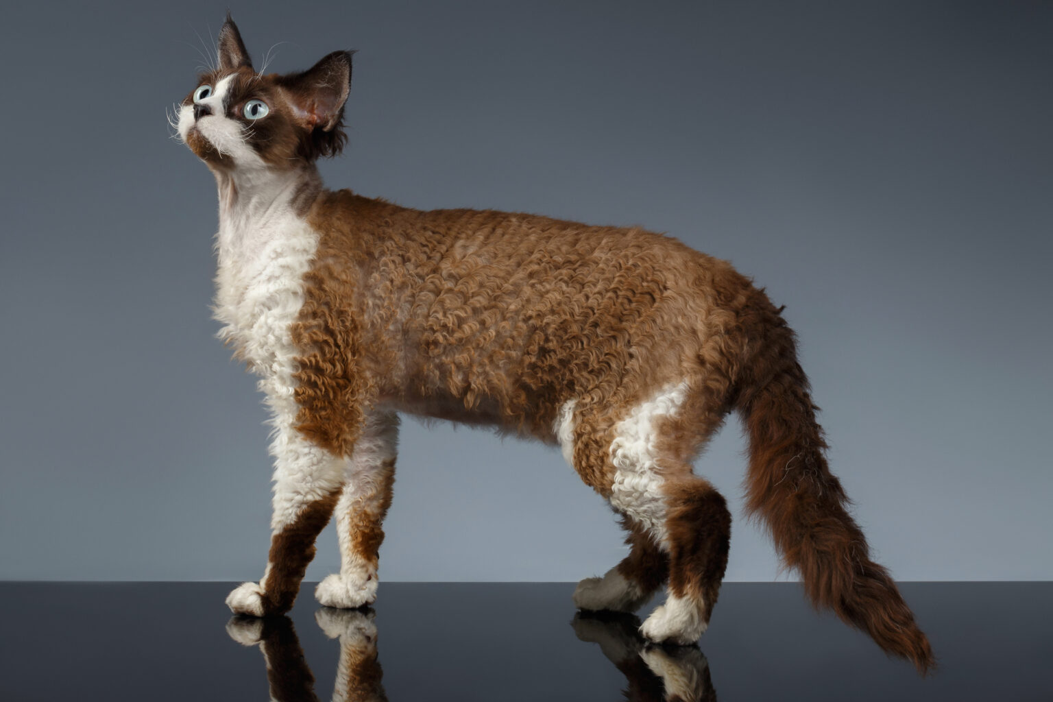 Devon Rex: characteristics, price, history - zooplus Magazine