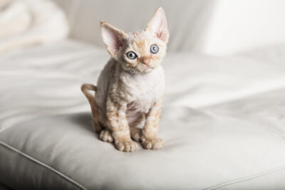 Devon Rex: characteristics, price, history - zooplus Magazine