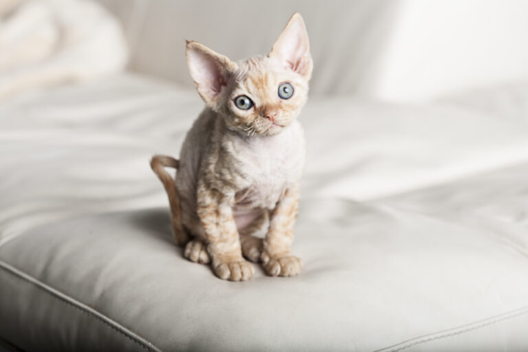 Devon Rex: characteristics, price, history - zooplus Magazine