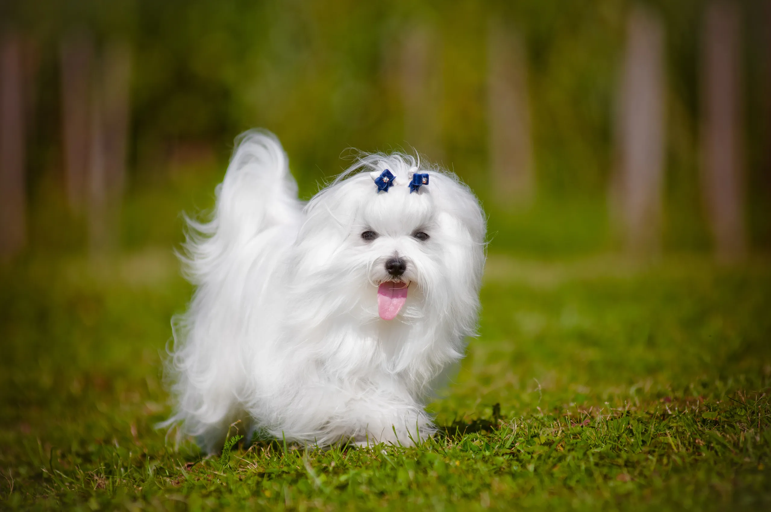 Maltese Dog