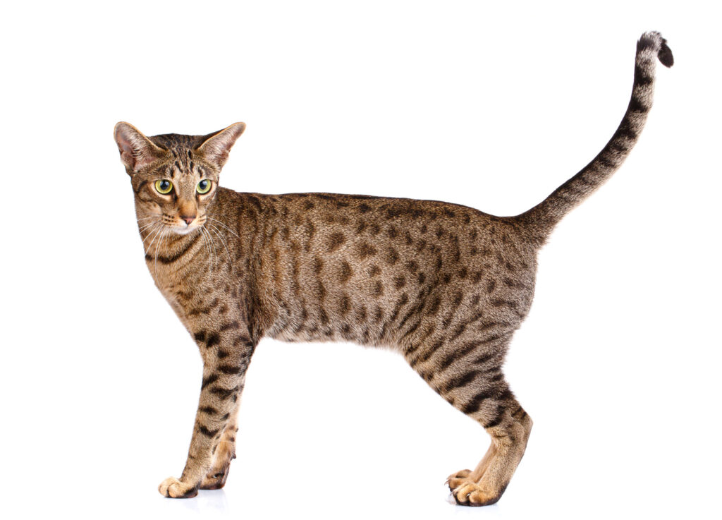 Ocicat: character, colours, size, price - zooplus Magazine