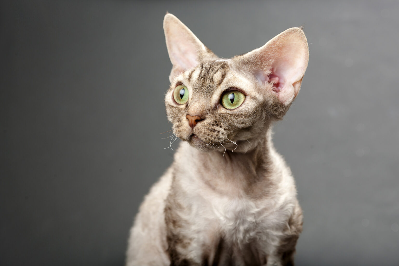 Devon Rex: characteristics, price, history - zooplus Magazine