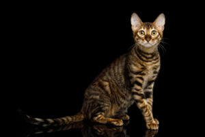 Toyger: temperament, price, character | zooplus Magazine