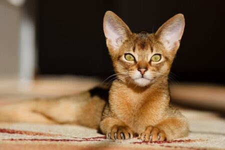 Abyssinian: character, temperament, price - zooplus Magazine
