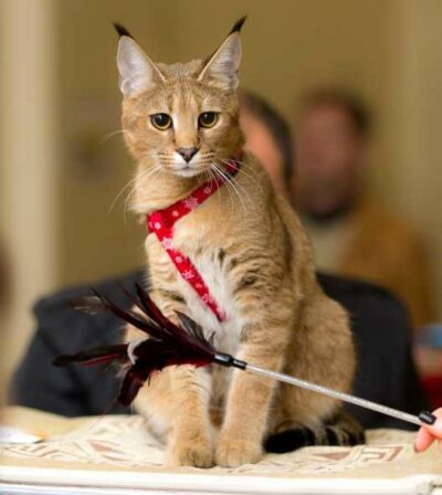 Caracat | Cat Breed Info & Advice | zooplus Magazine