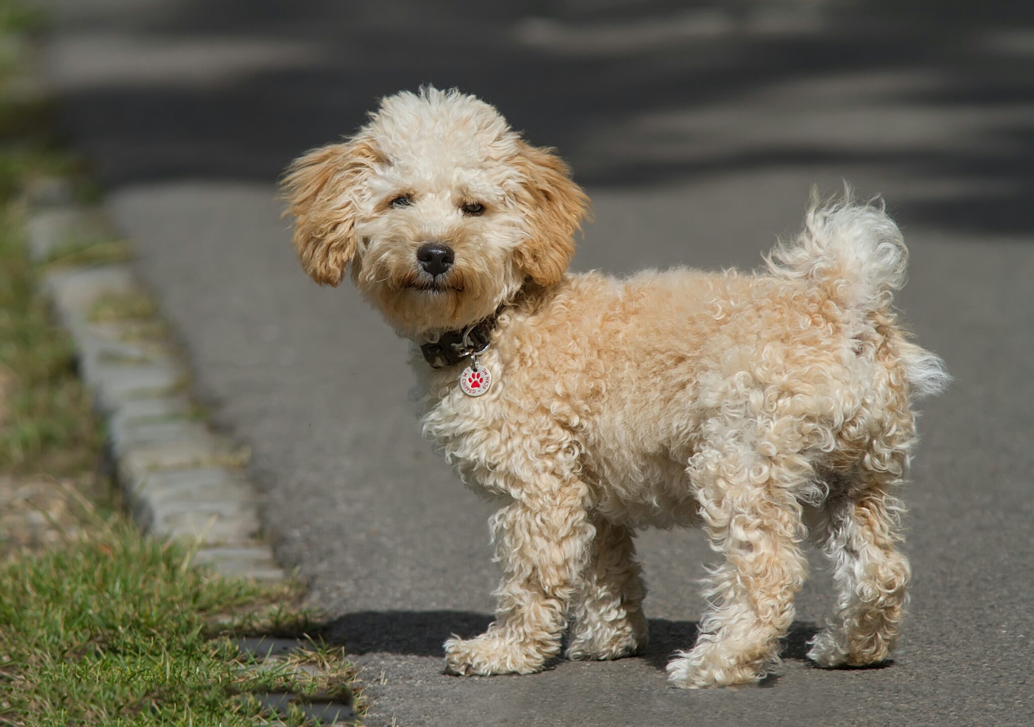 Cavapoo: characteristics, price, appearance - zooplus Magazine