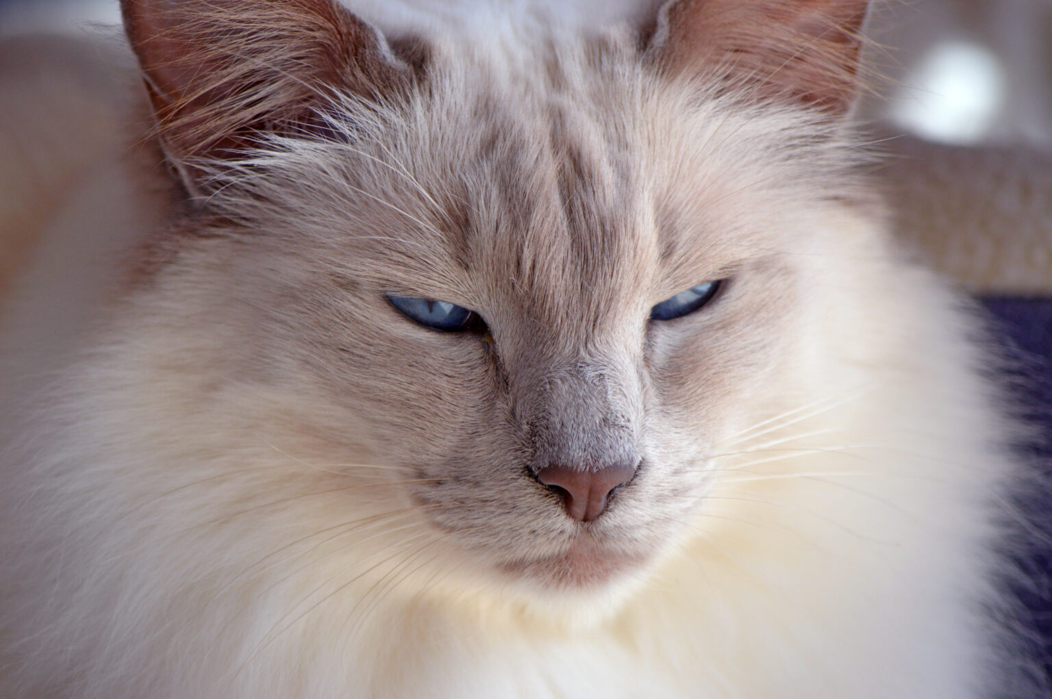 Balinese: characteristics, price, temperament - zooplus Magazine