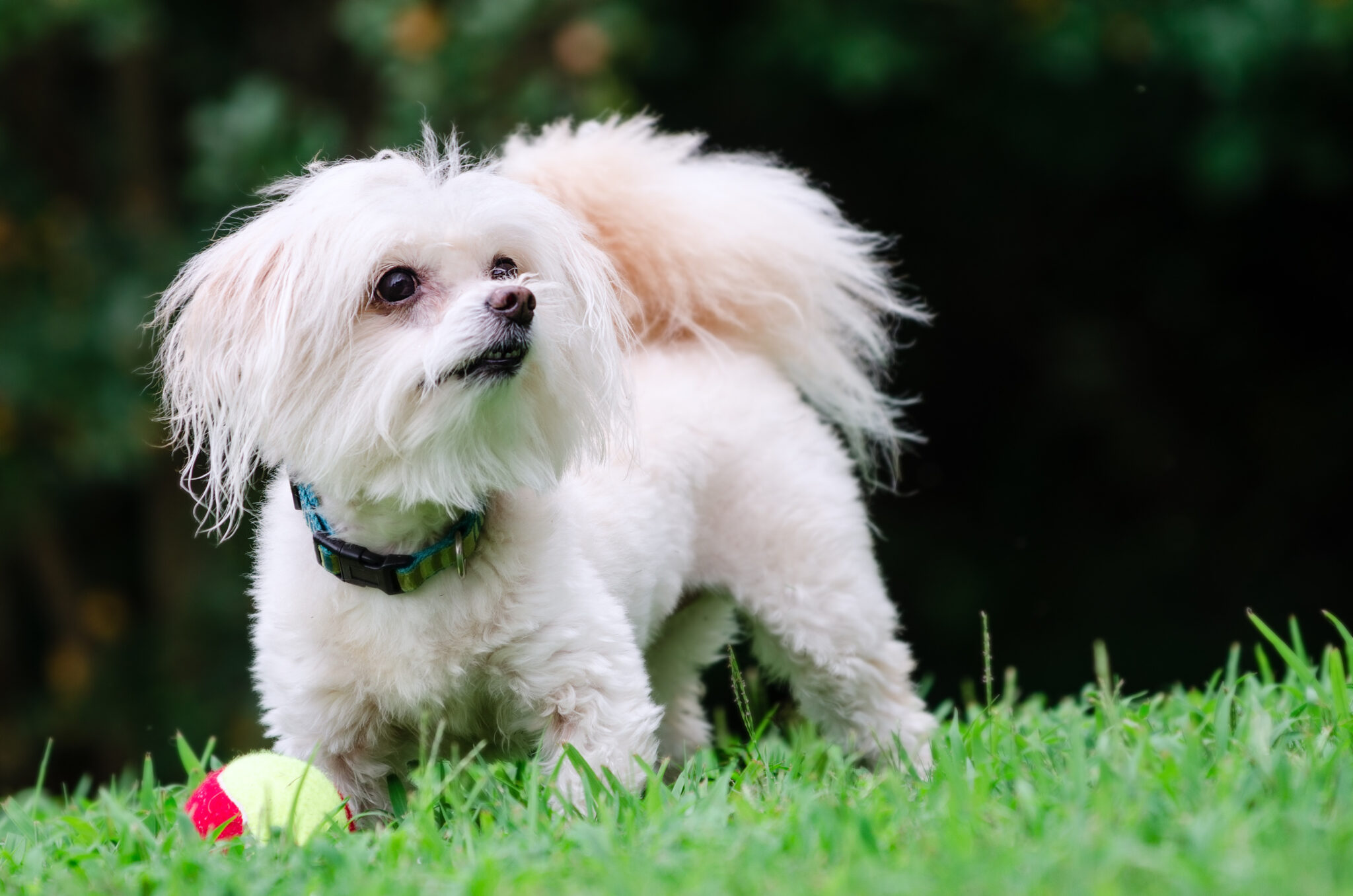 Maltipoo: characteristics, appearance, price - zooplus Magazine