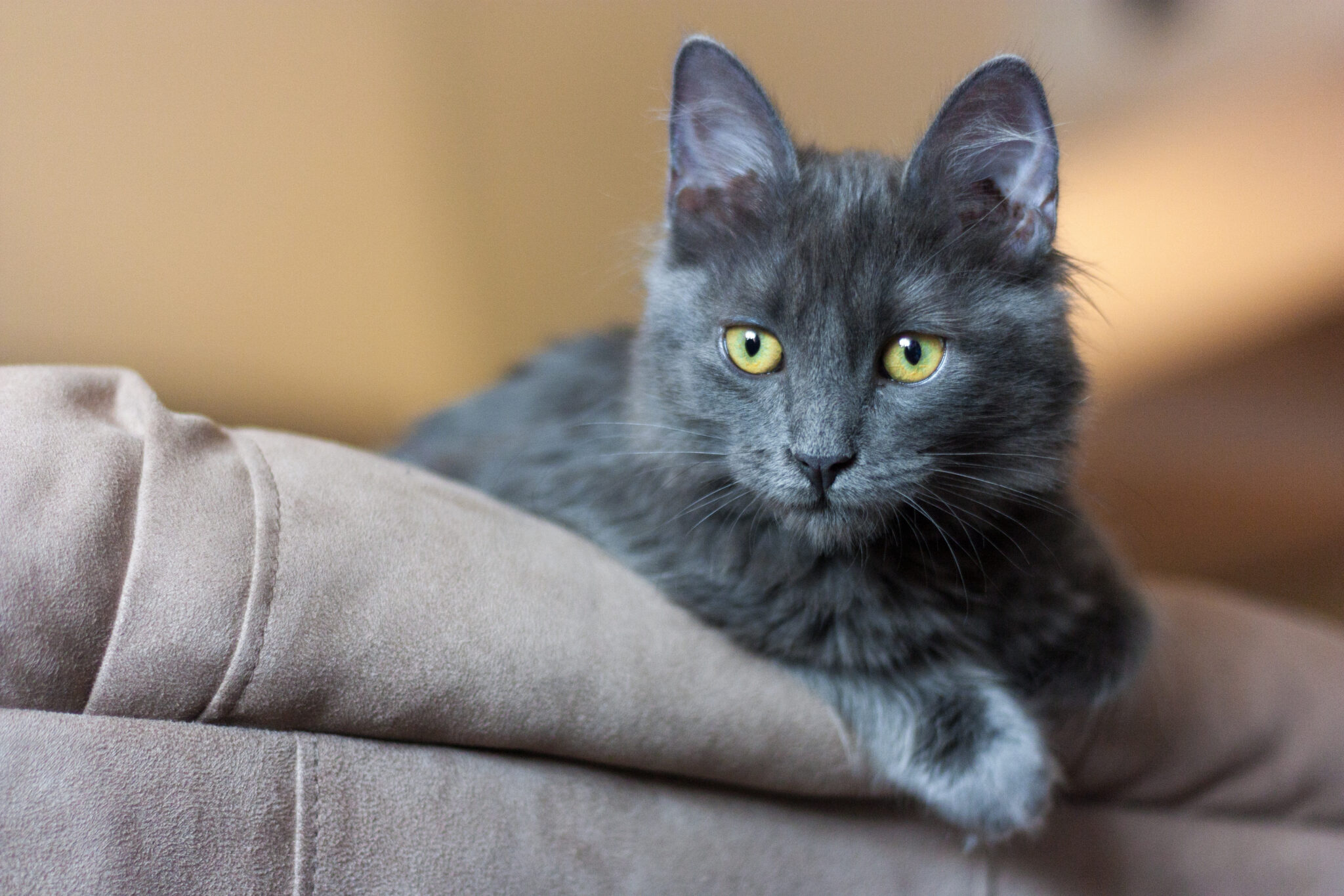 Nebelung: character, appearance, price - zooplus Magazine