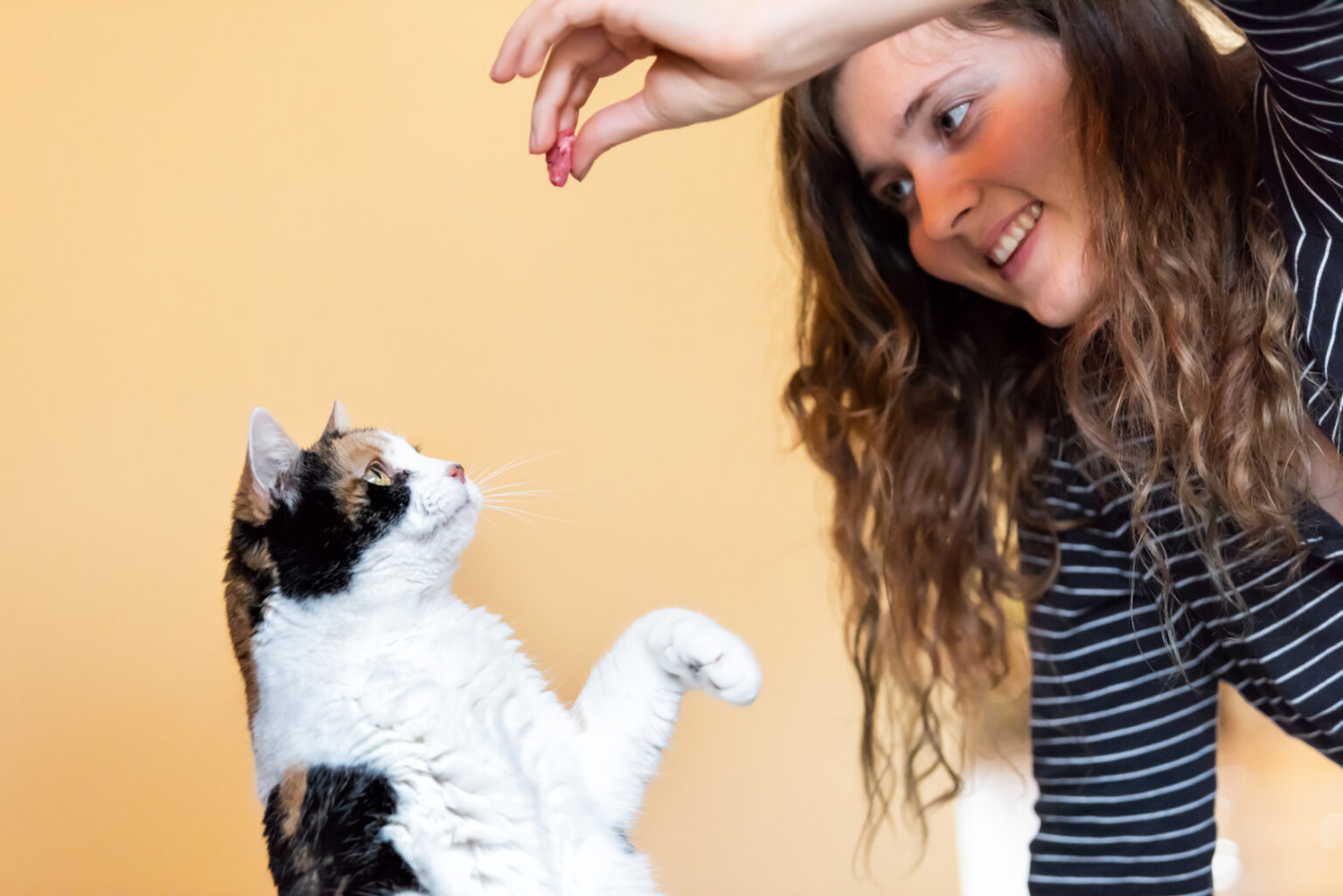 Teaching Cat Tricks: 10 Tricks for Clever Cats! | zooplus Magazine